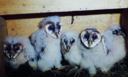 Schleiereulen - NABU Aachen Land